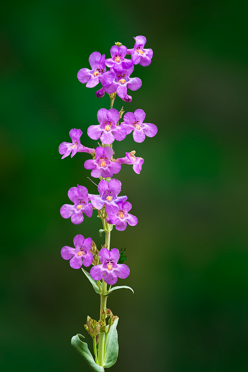 Penstemon secundiflorus | Focal World