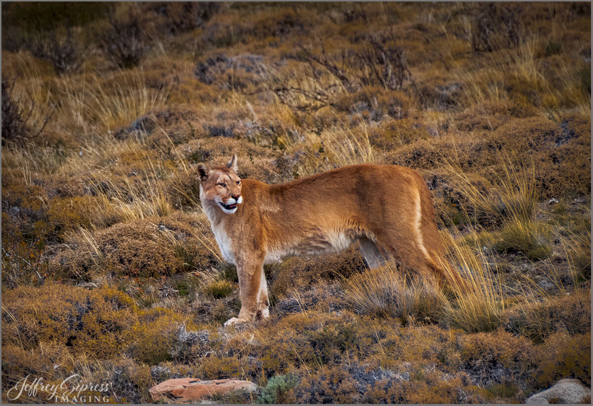 Chilean Puma | Focal World