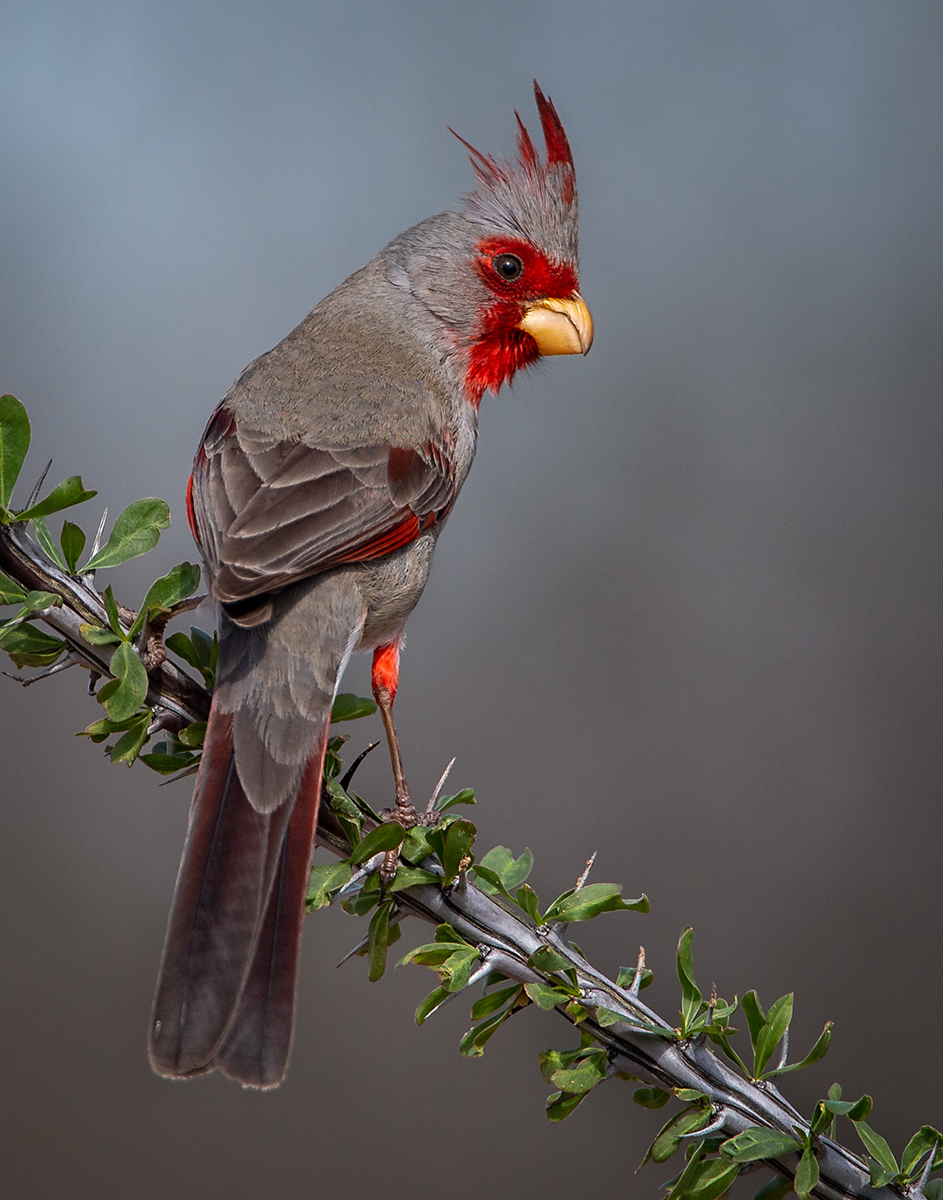 Winged Wednesday 9/6/2023 | Focal World