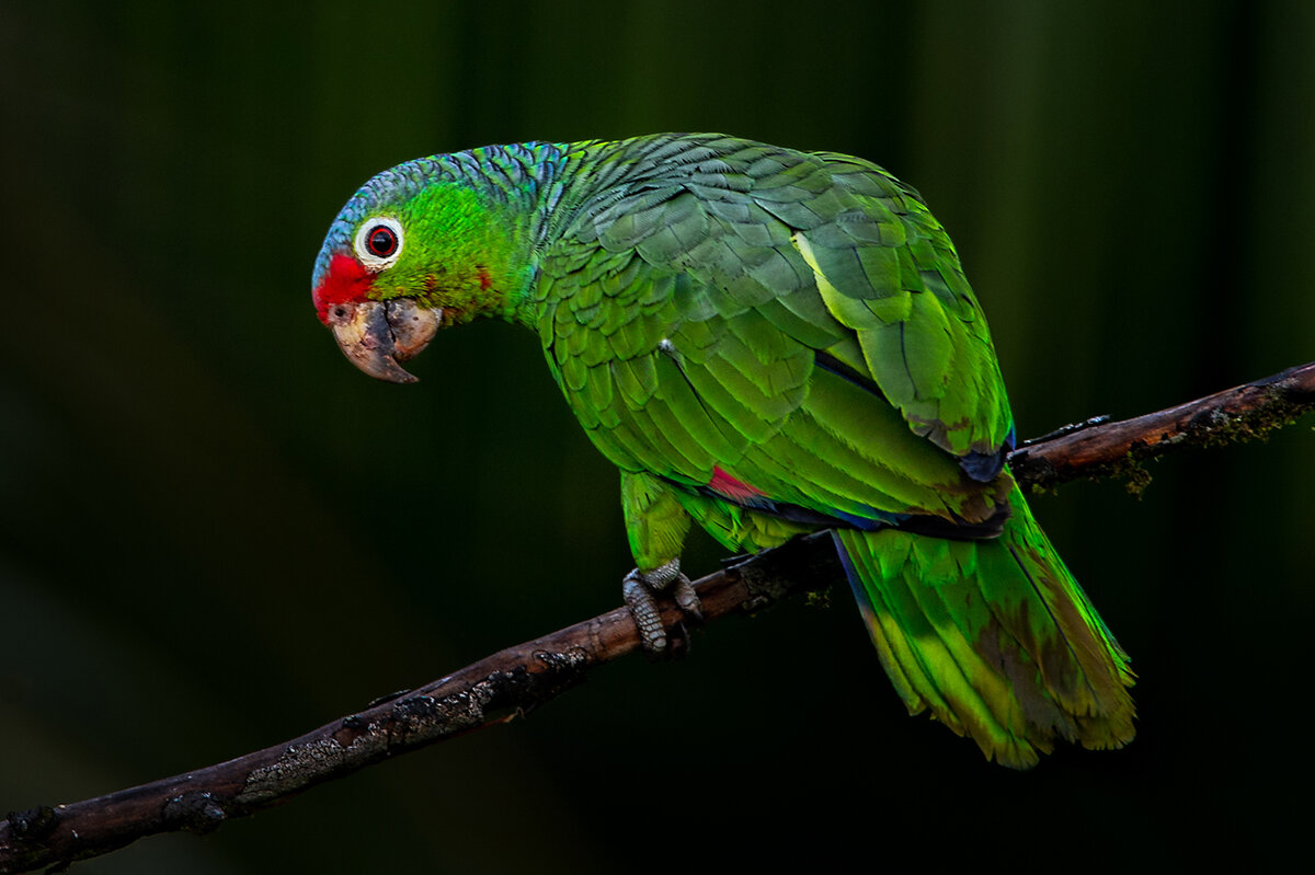 Winged Wednesday 9/9/2020 | Focal World