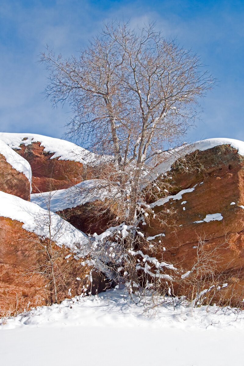 Red Rocks, Snow and a Tree | Focal World
