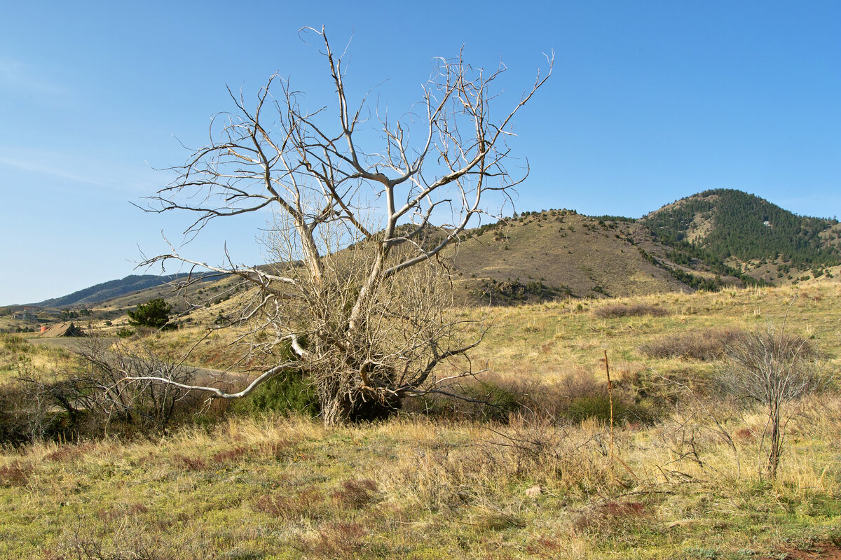 Old Tree at Red Rocks Park, Color or Black and White? | Focal World