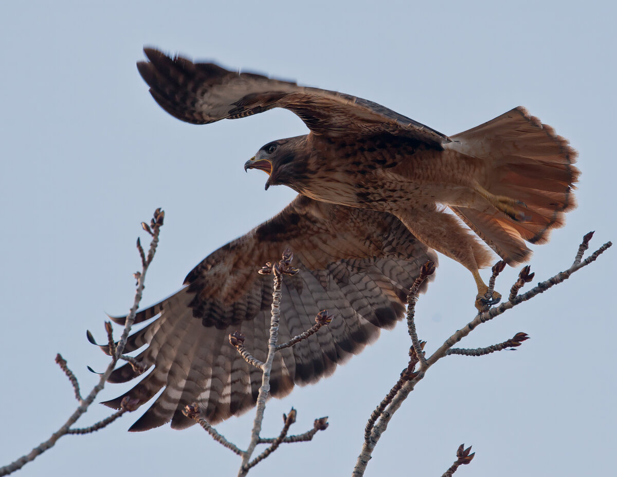 Raptors in flight | Focal World