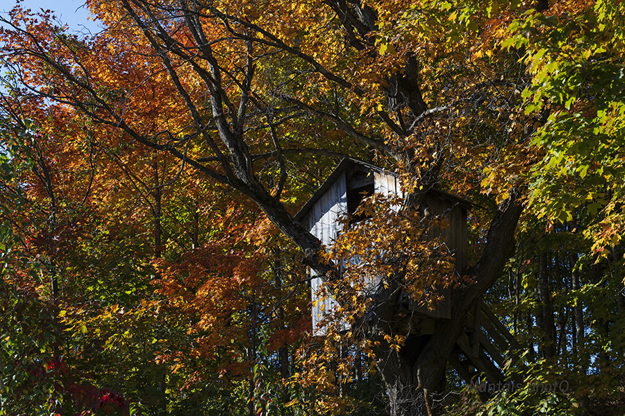 Ma cabane au Canada | Focal World
