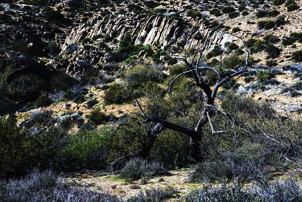 Ironwood tree in the Tonto National Forest | Focal World