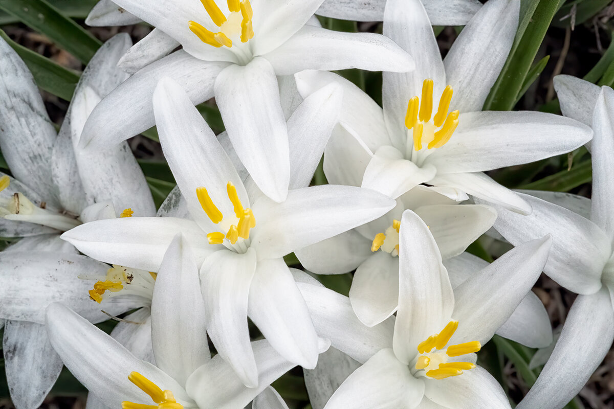 Sand Lilies and Astragalus | Focal World