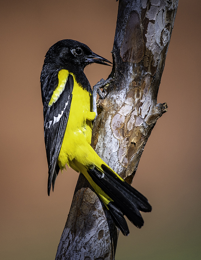 Scott's Oriole | Focal World