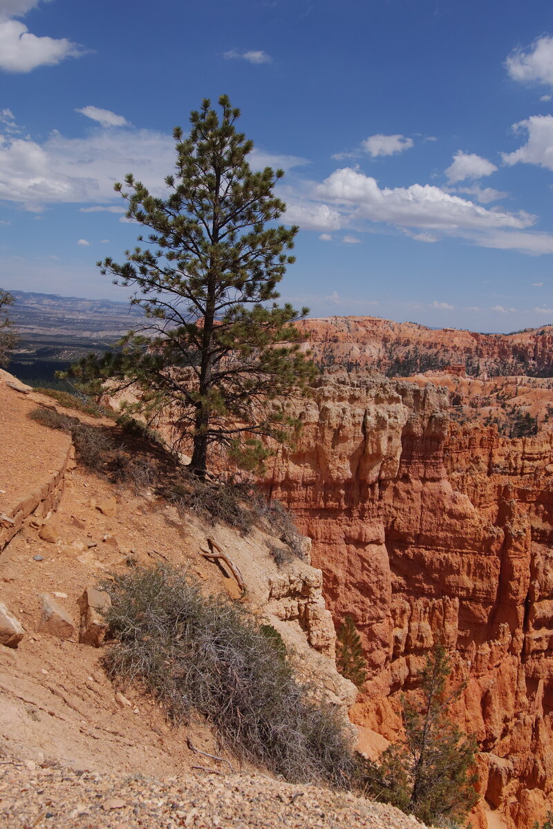 Tree at Bryce Canyon | Focal World