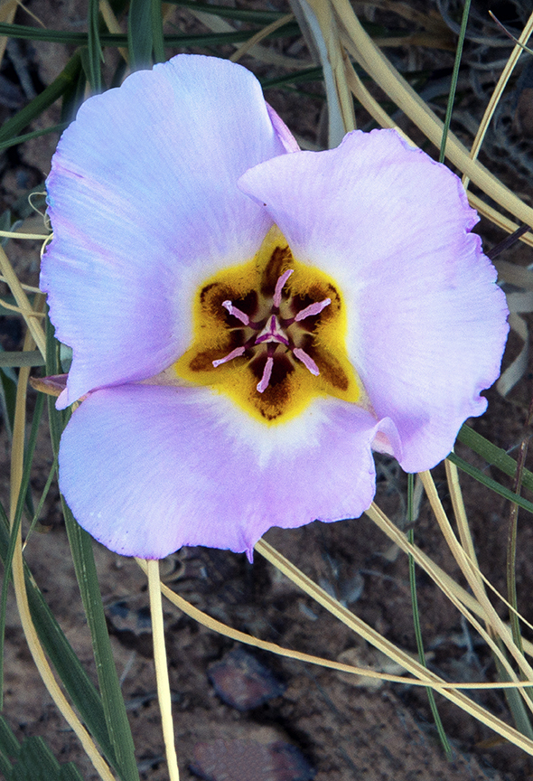 Sego Lilly, Coal Mine Canyon, AZ | Focal World
