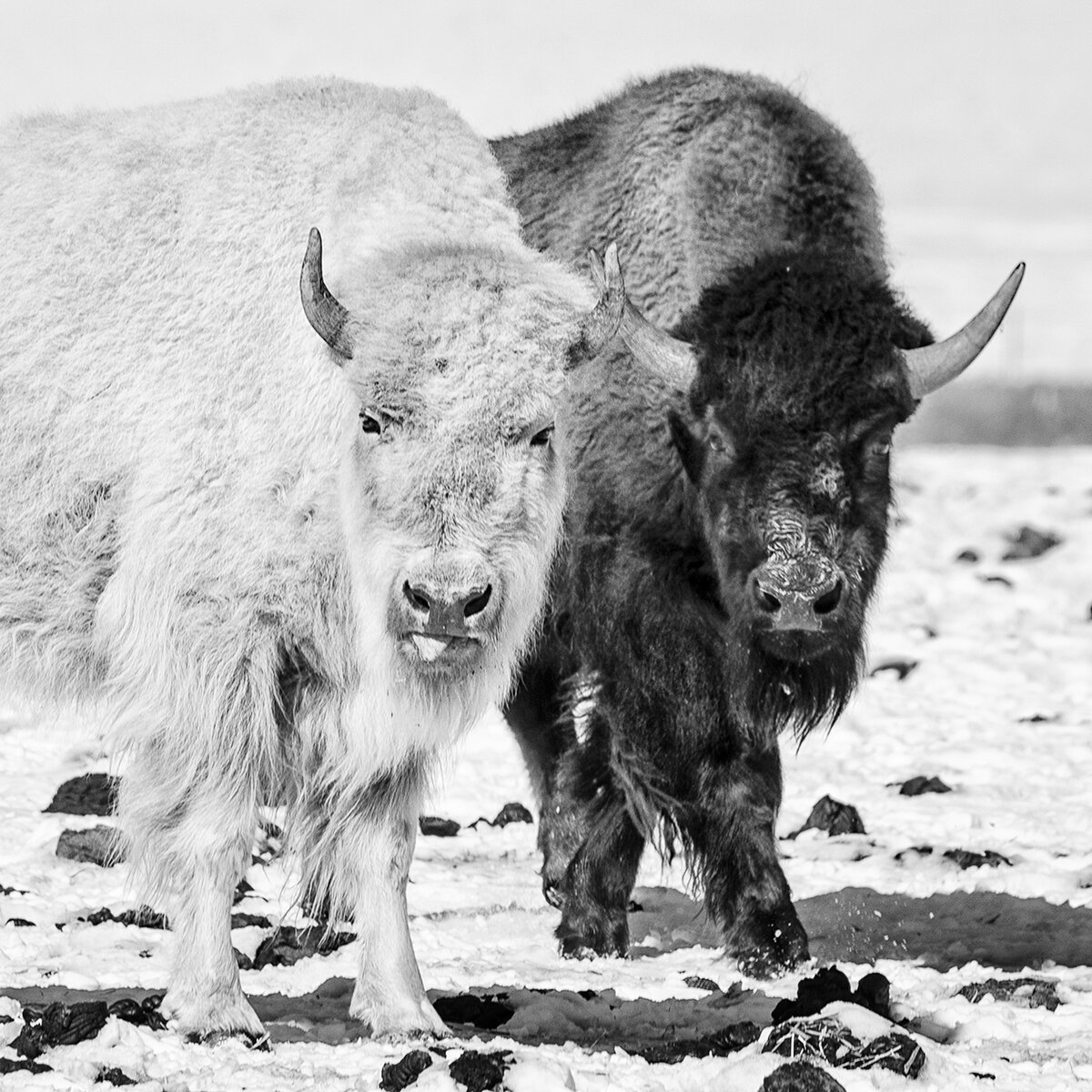 Twin Bison of Different Mothers | Focal World