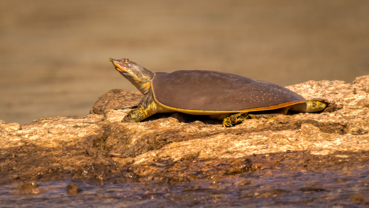 Turtles | Focal World