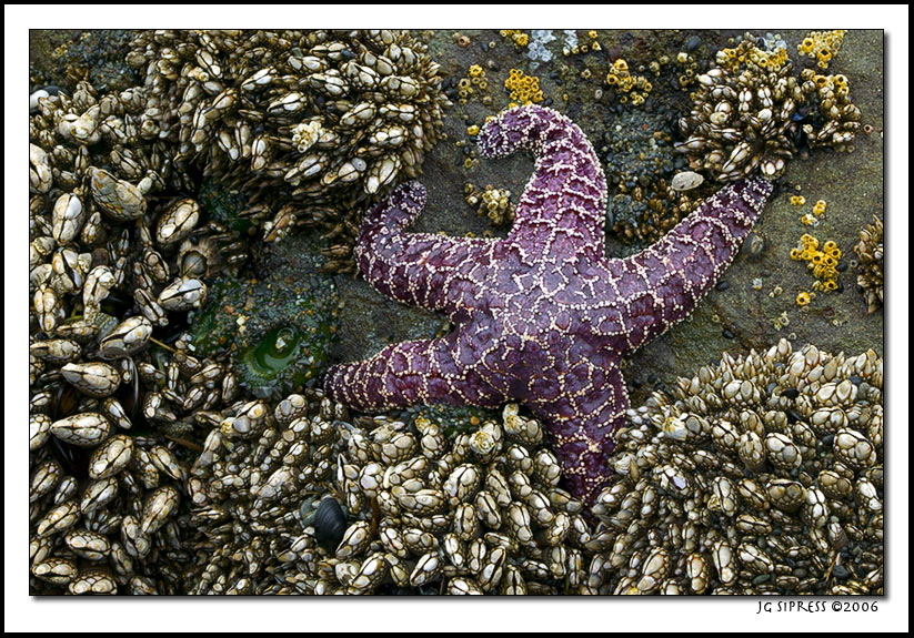 Friday's Focus - 2019/11/08 - Washington State | Focal World
