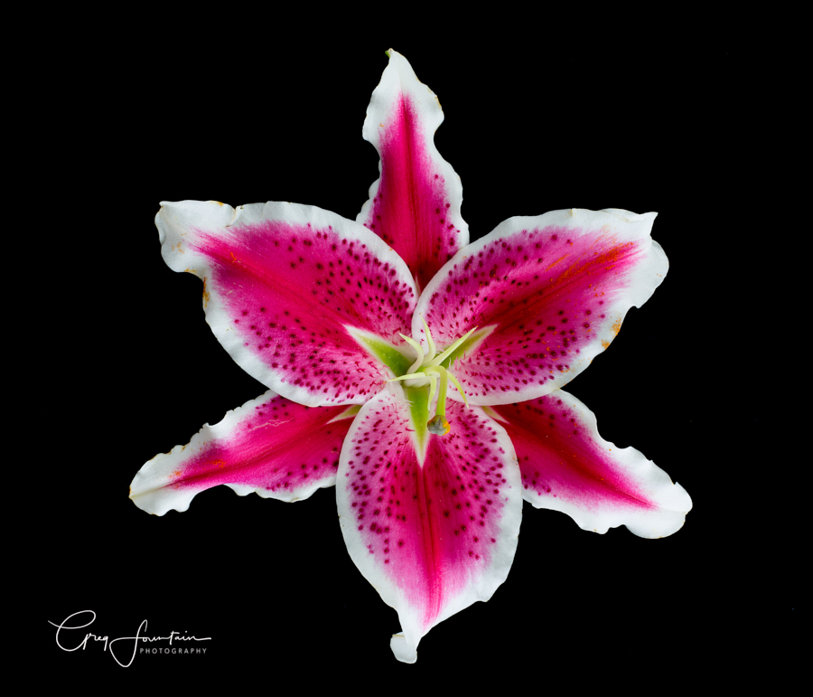 Stargazer Lily | Focal World