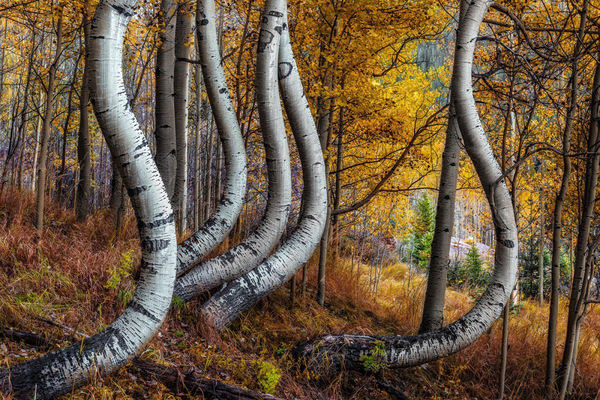 Dancing Aspen | Focal World