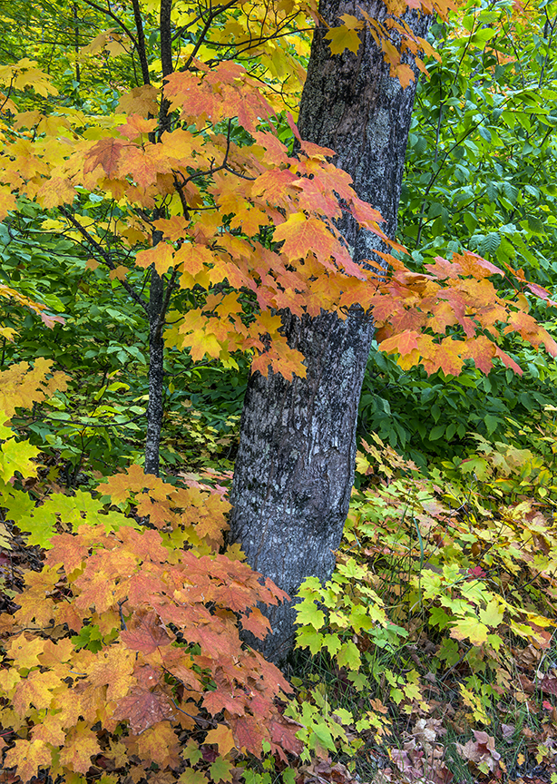 Guide to Fall Color in the U. P. of Michigan #3 Waterfalls | Focal World
