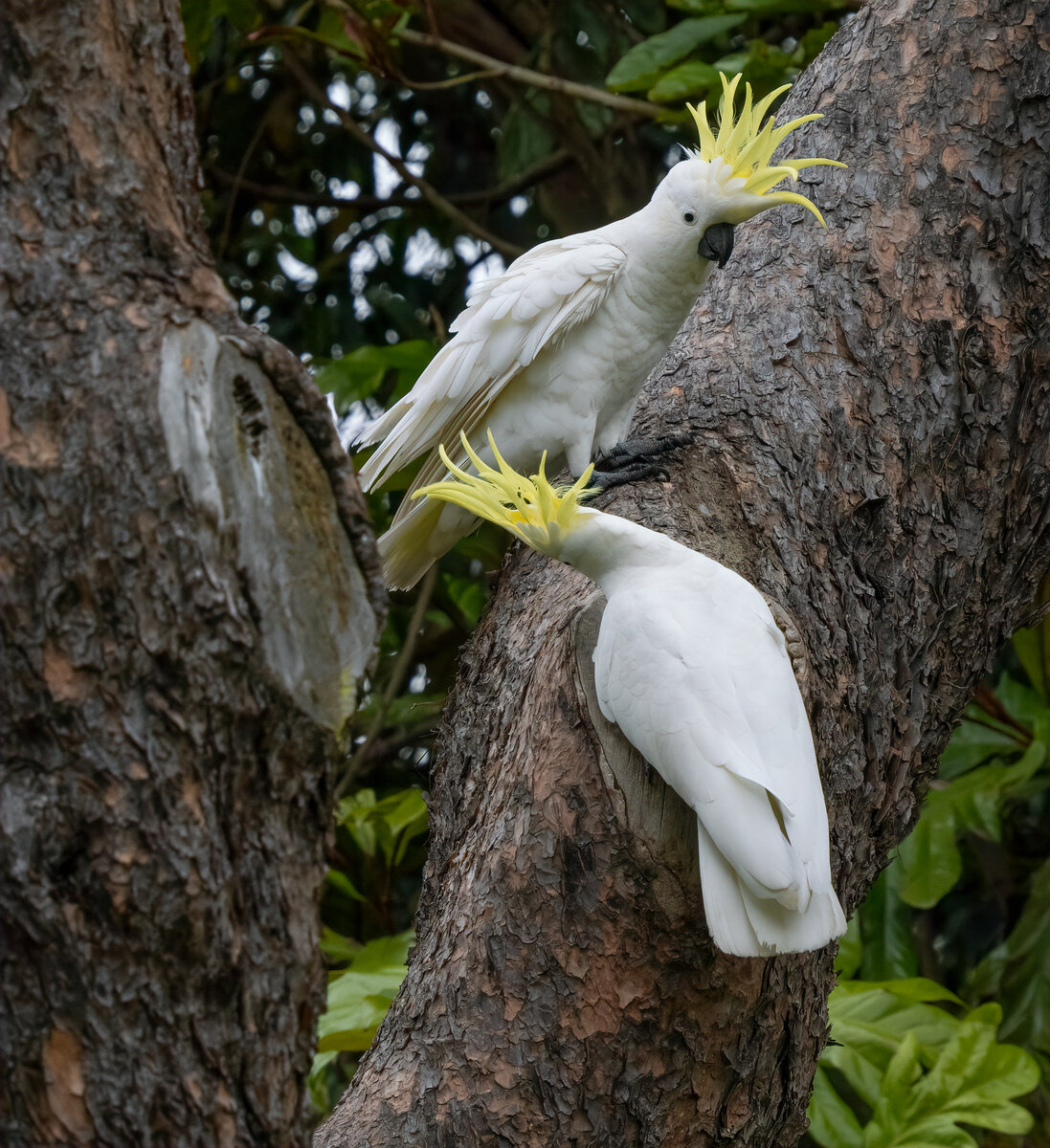 Australian Birds Part 1 | Focal World