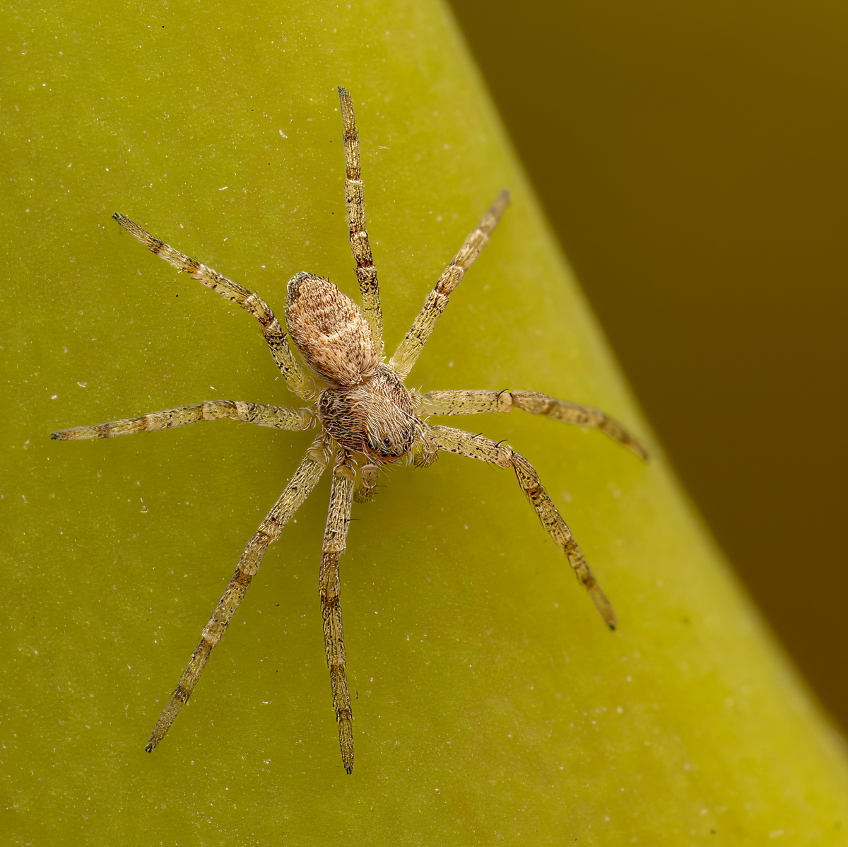 Winter spider | Focal World
