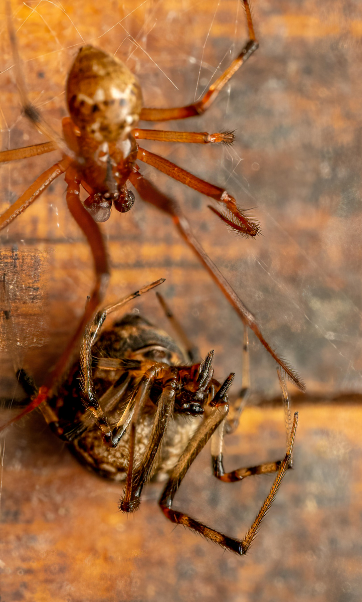 Spiders doing spider things. | Focal World
