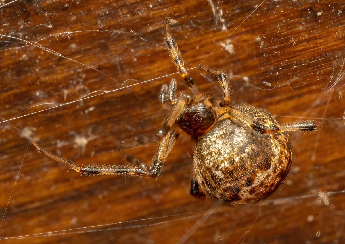 Spiders doing spider things. | Focal World