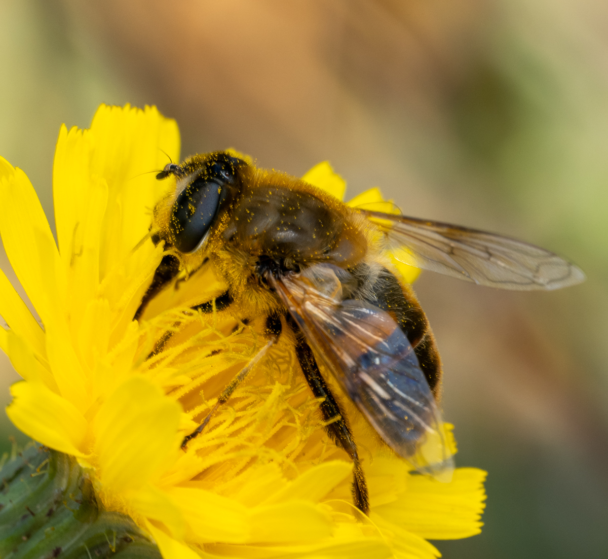 Northeast Swale, Saskatoon. | Focal World