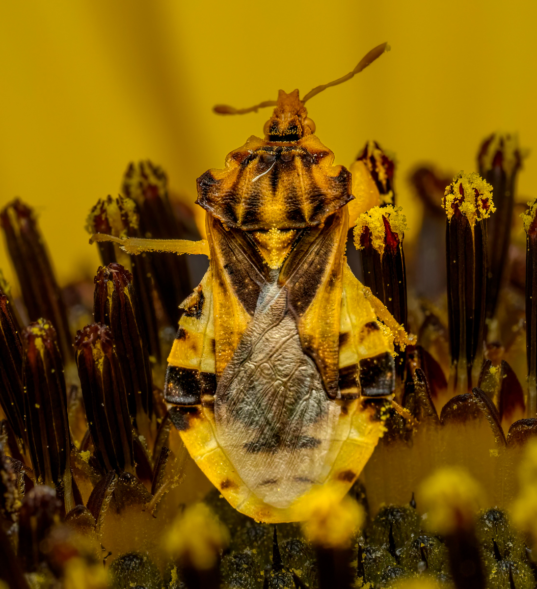 Ambush bug. | Focal World