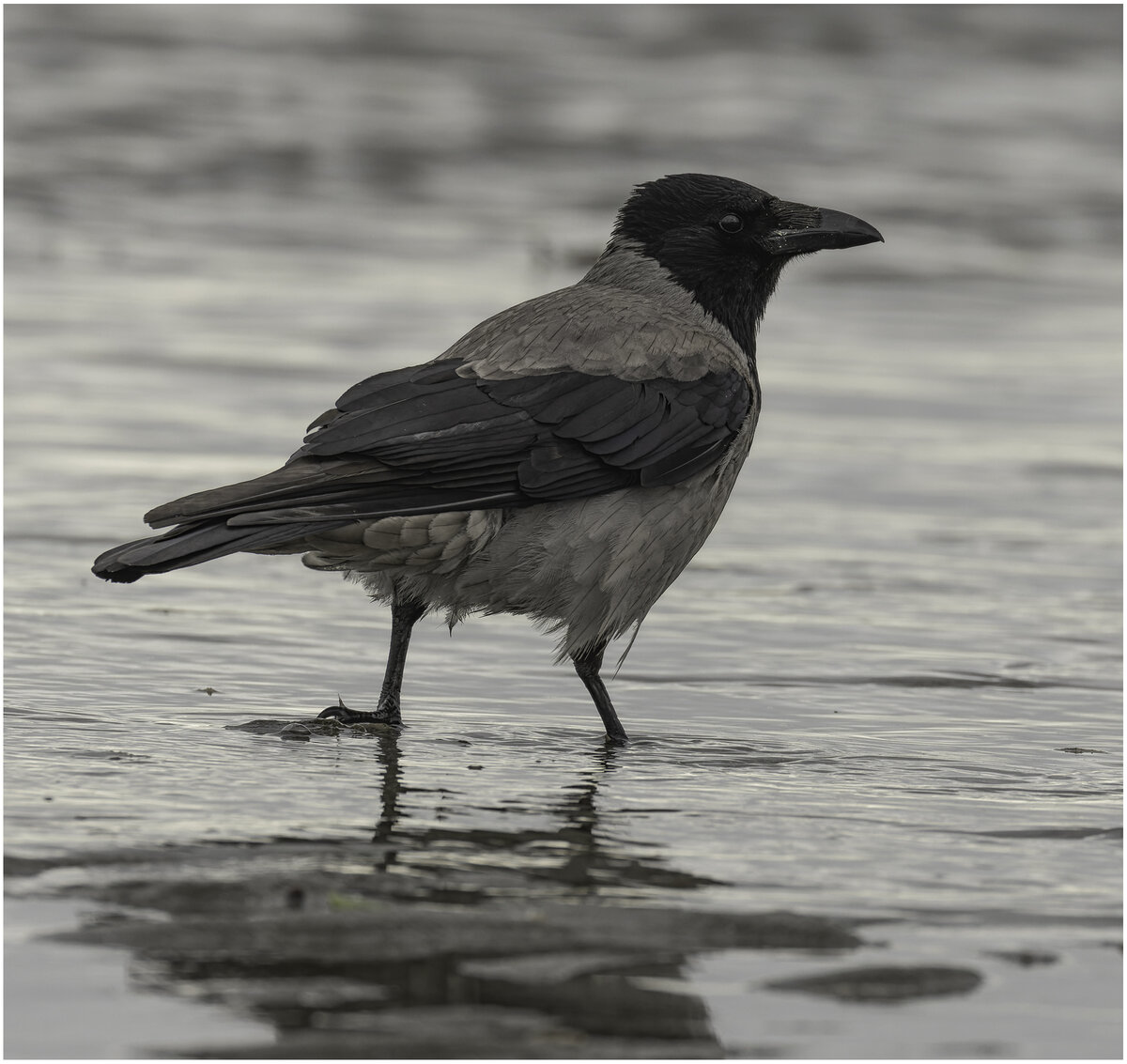 Couple of Corvids | Focal World