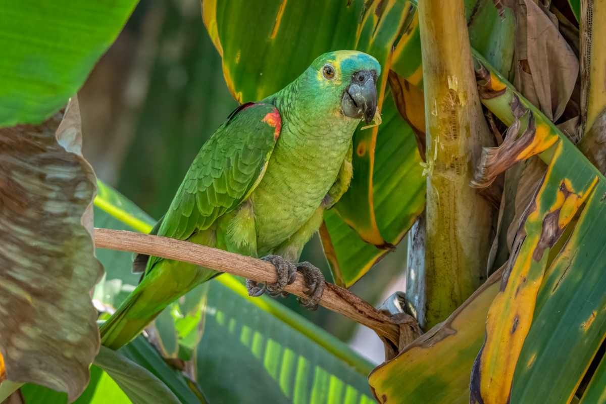 Winged Wednesday 12.4.2024 | Focal World