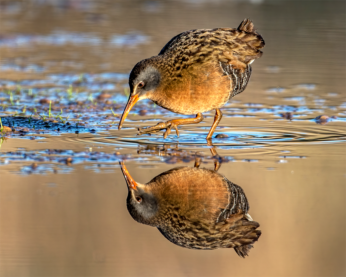 Winged Wednesday 5/1/2024 | Focal World