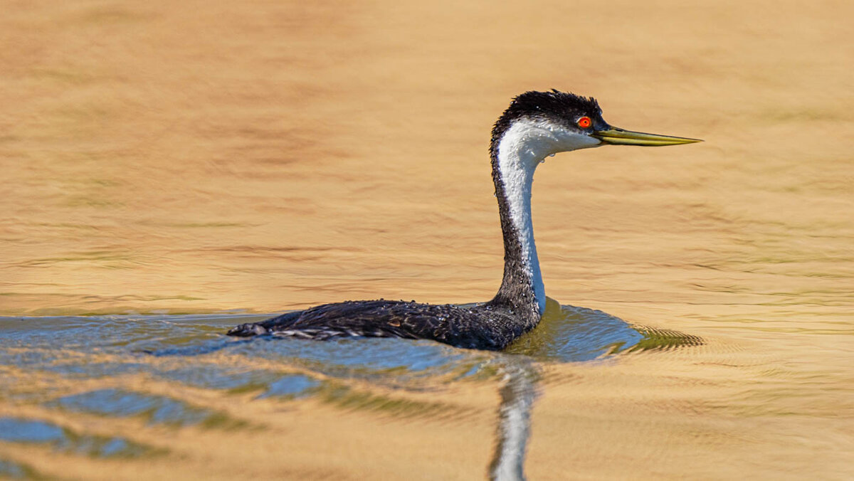 Winged Wednesday 10/7/2020 | Focal World