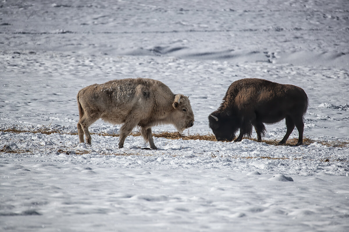 White Buffalo/Bison | Focal World