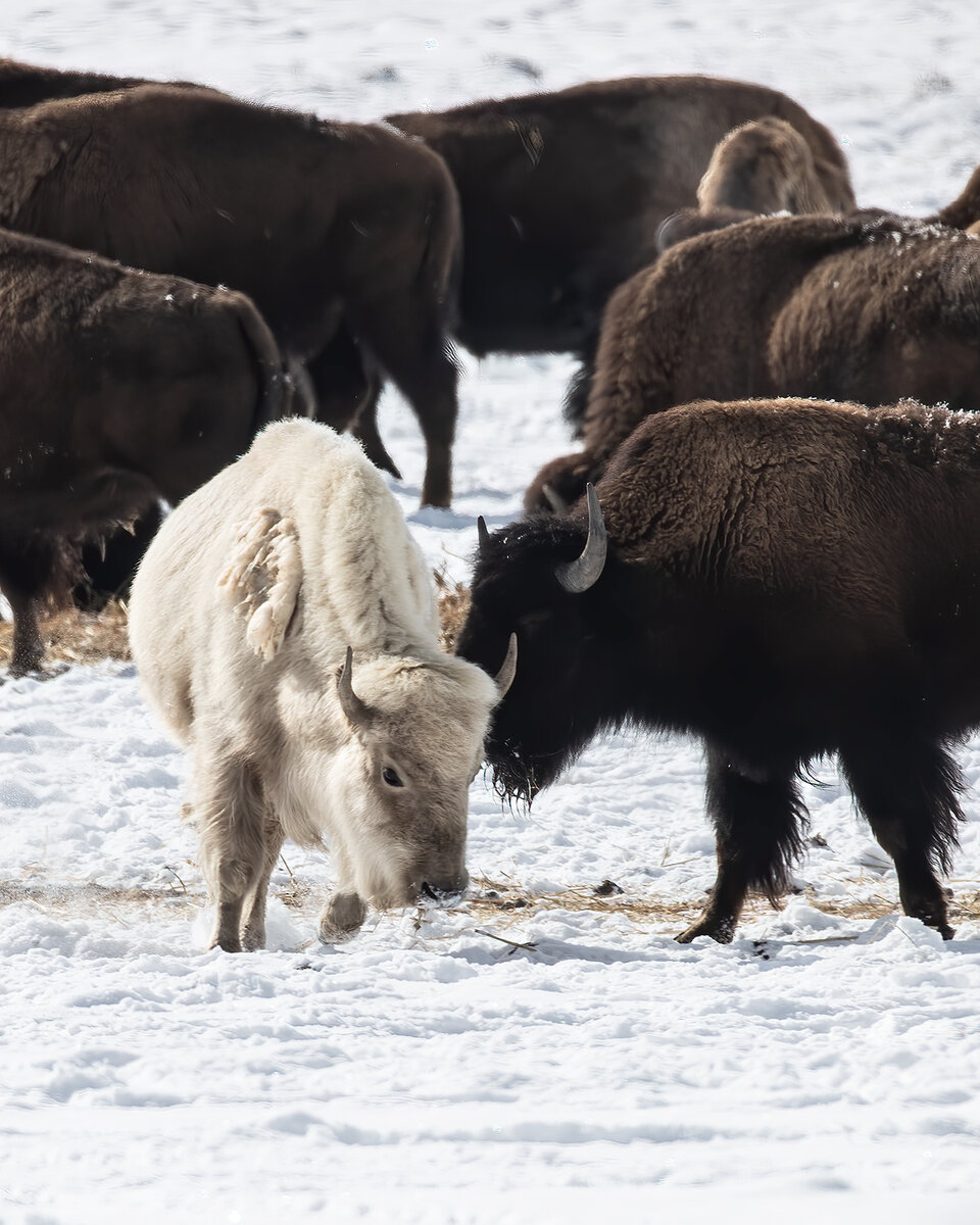 White Buffalo/Bison | Focal World