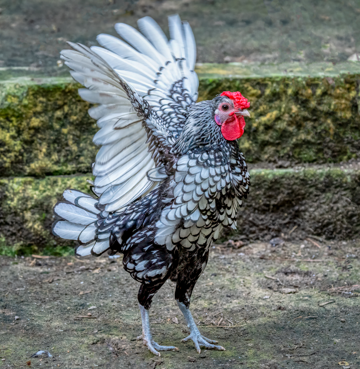 Houston Interactive Aquarium & Animal Preserve photo | Focal World