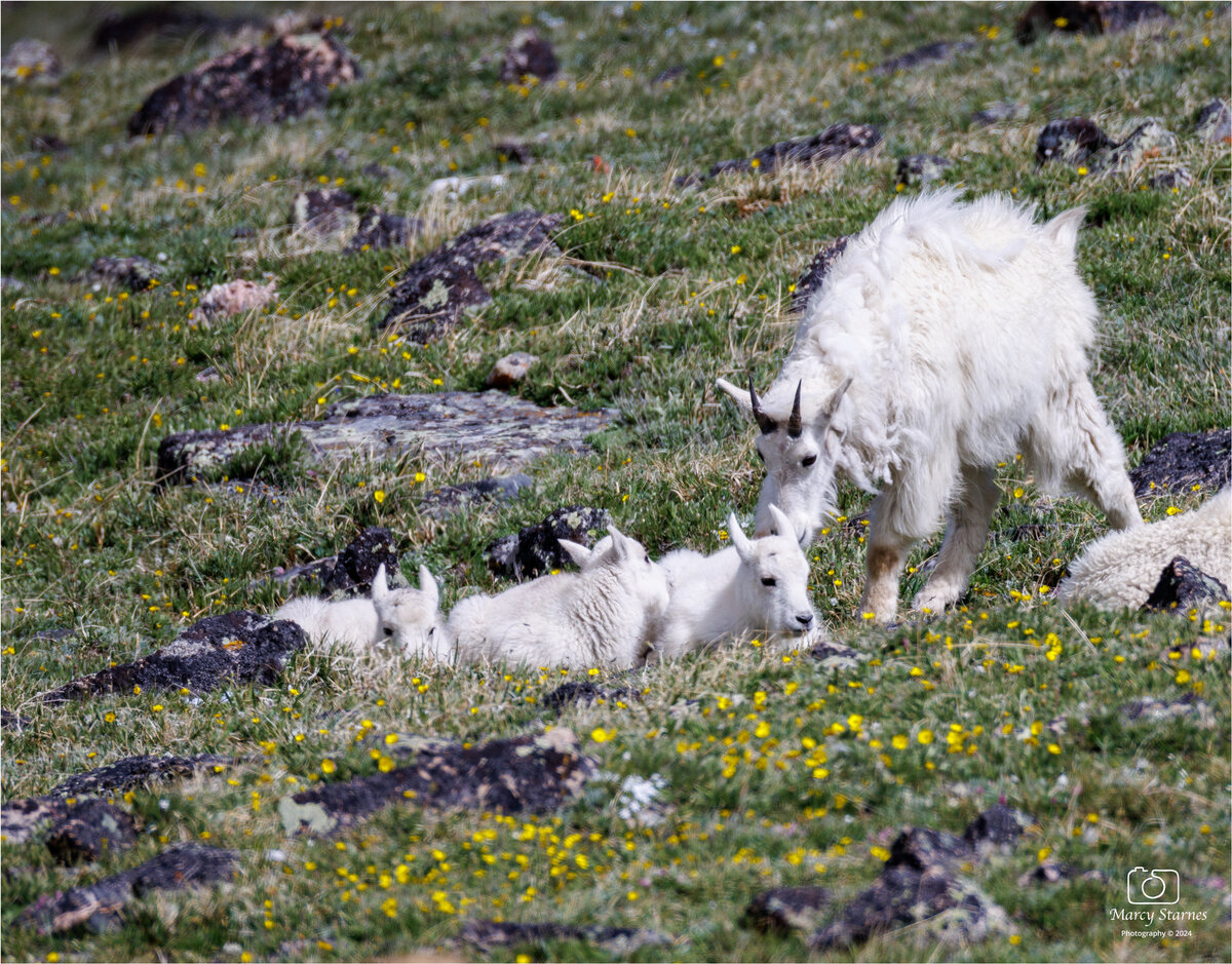 Mountain Goats high up on the Beartooth pass | Focal World