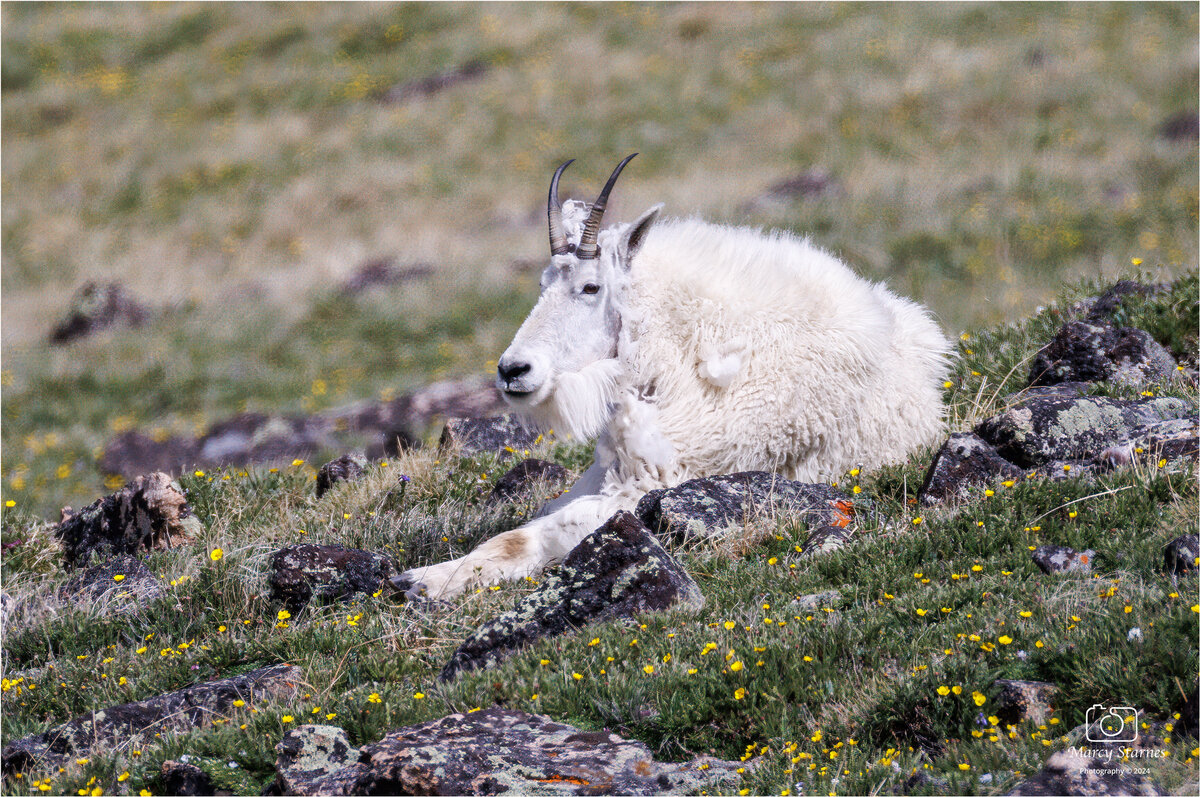 Mountain Goats high up on the Beartooth pass | Focal World