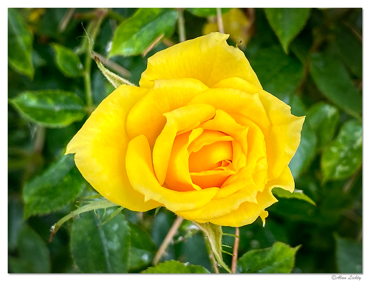 A Day for Yellow | Focal World