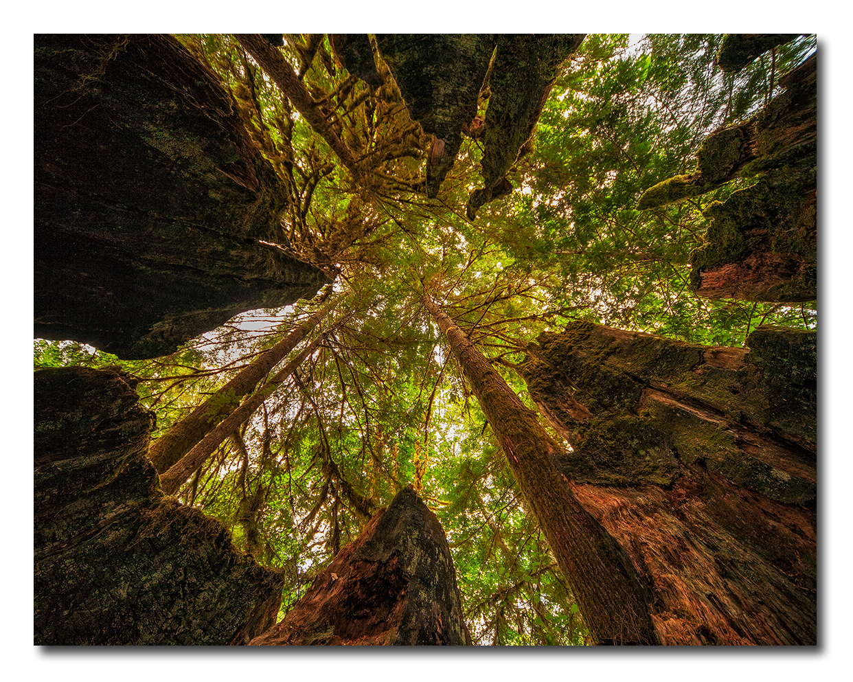 An ancient Sitka Spruce remakes itself. | Focal World