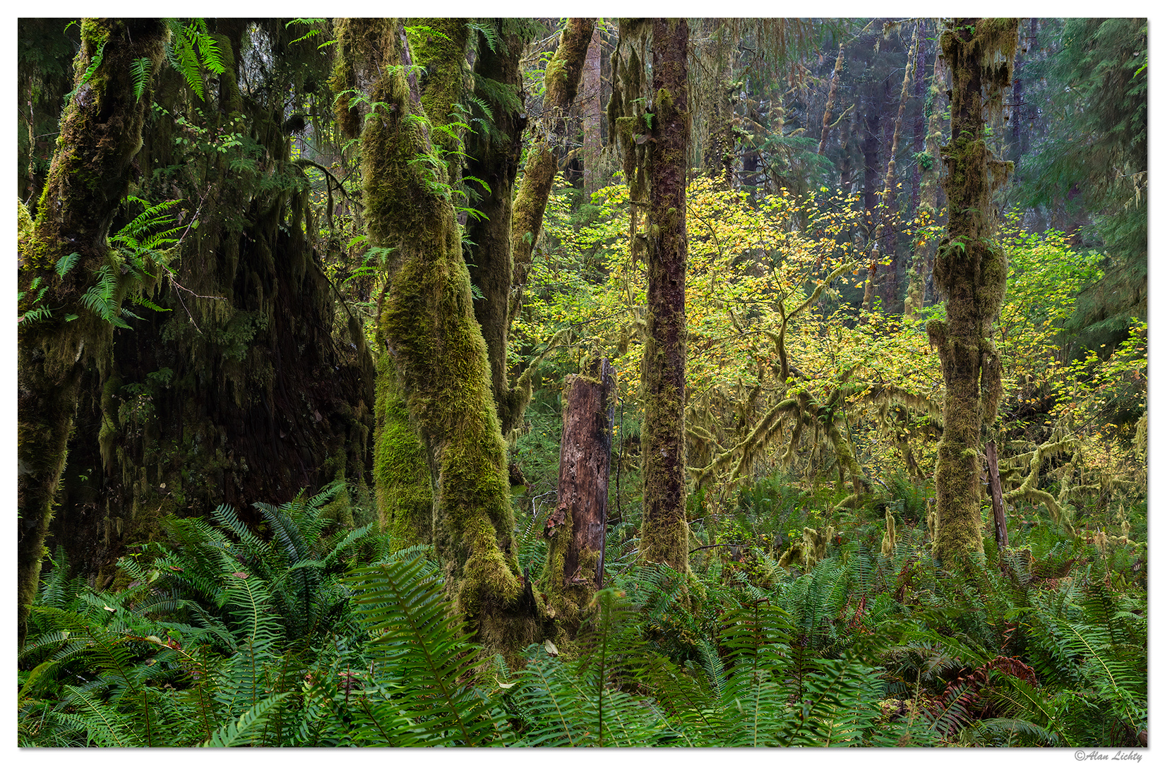 Bogachiel in the Fall | Focal World
