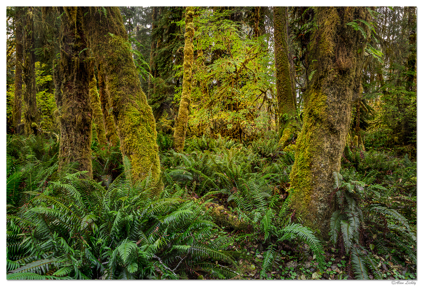 Bogachiel | Focal World