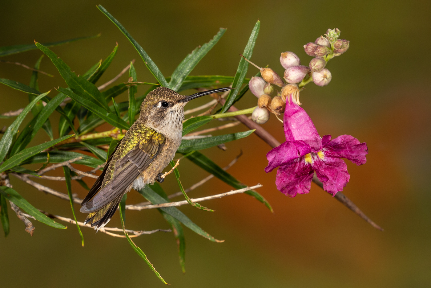 Costa's Hummingbird on Desert Willow | Focal World