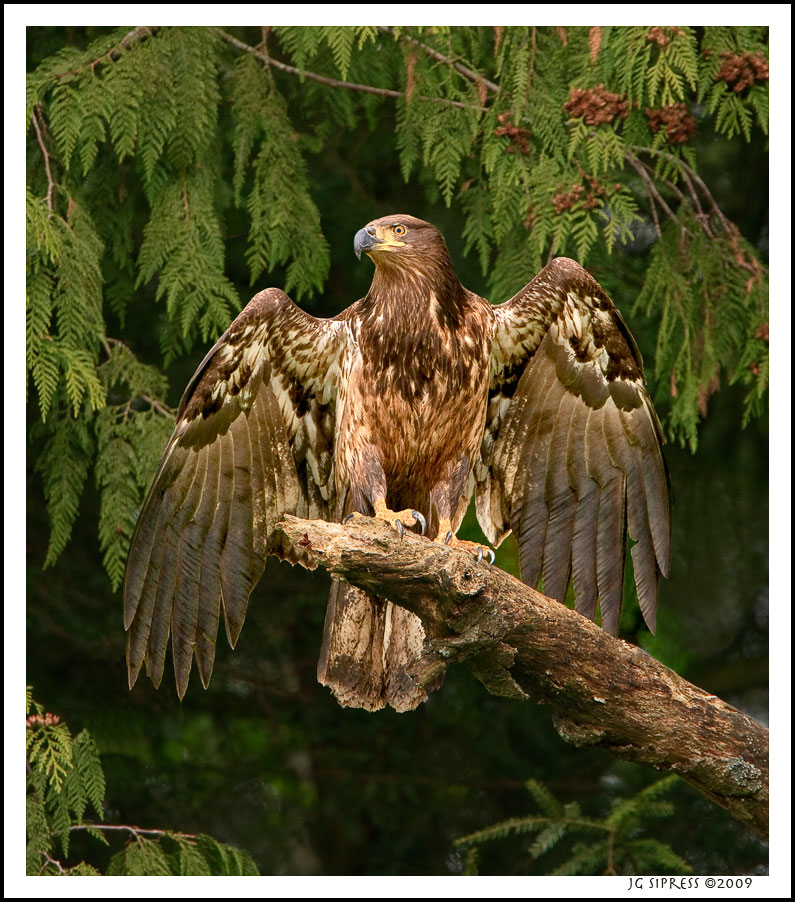 Eagle, Prince Rupert, BC, Canada. | Focal World