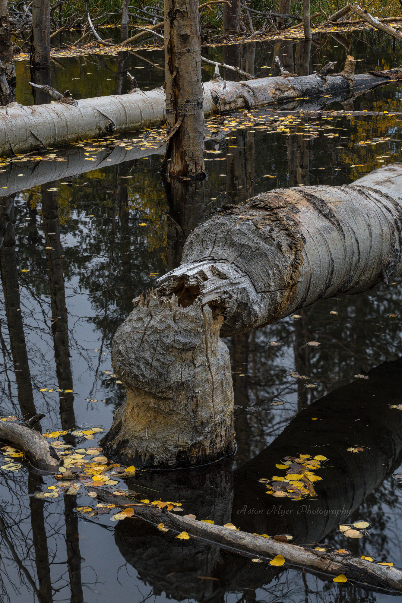Hard Work in the Fall.jpg | Focal World