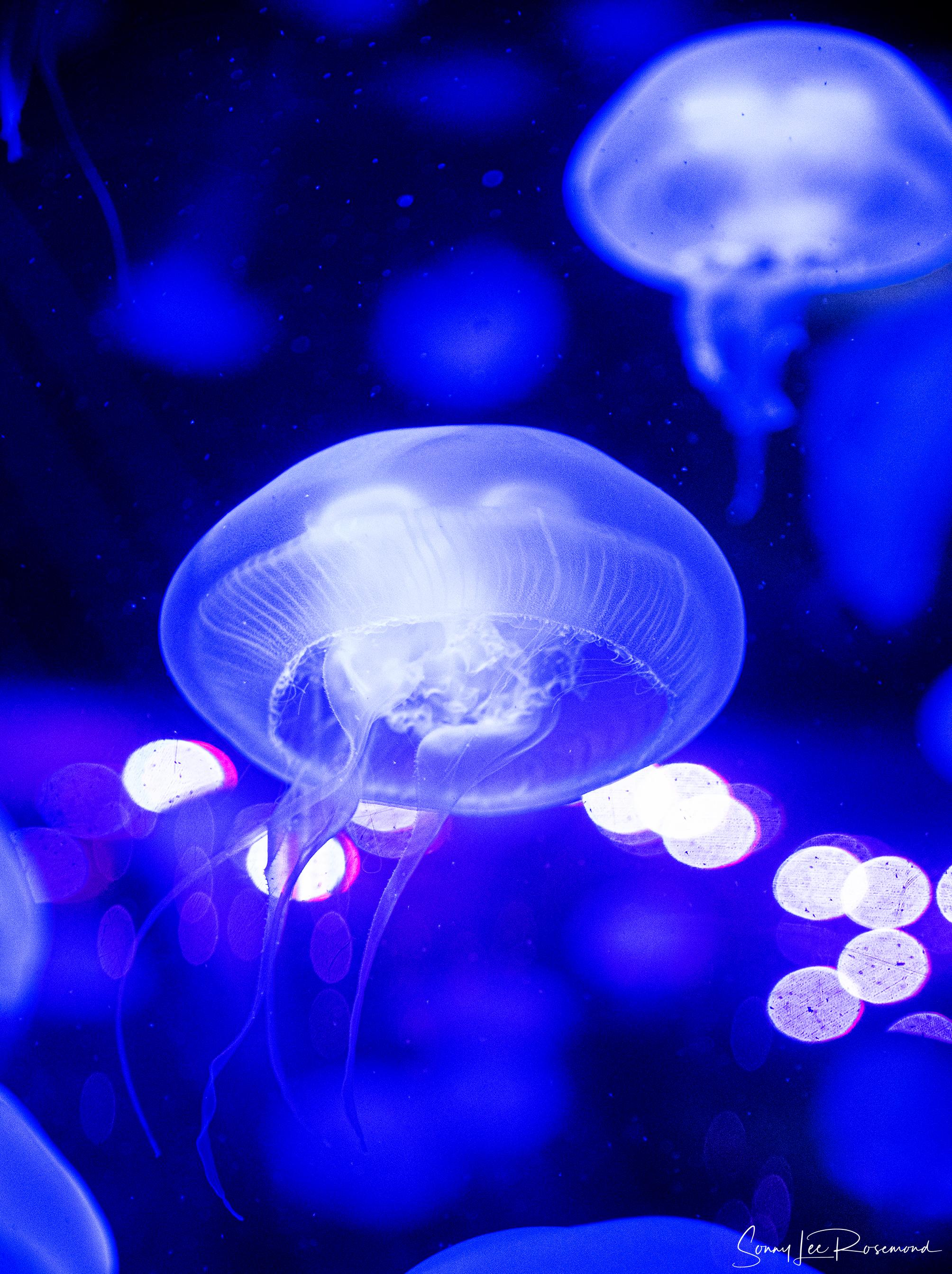 Jelly Portrait | Focal World