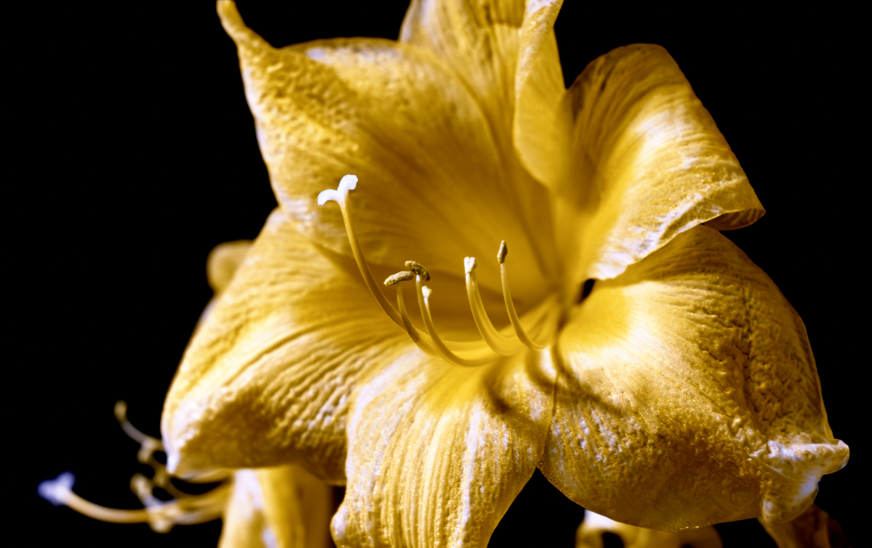 Lilly Times Two | Focal World