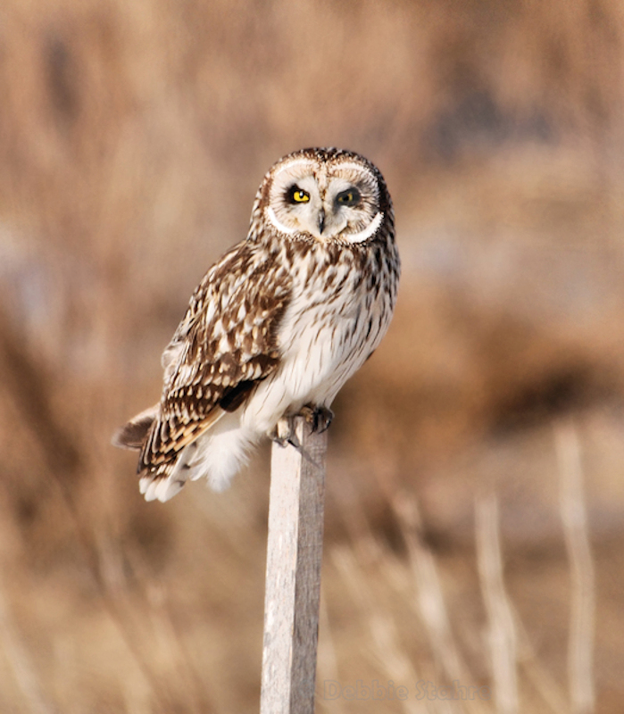 Owl On A Stick | Focal World