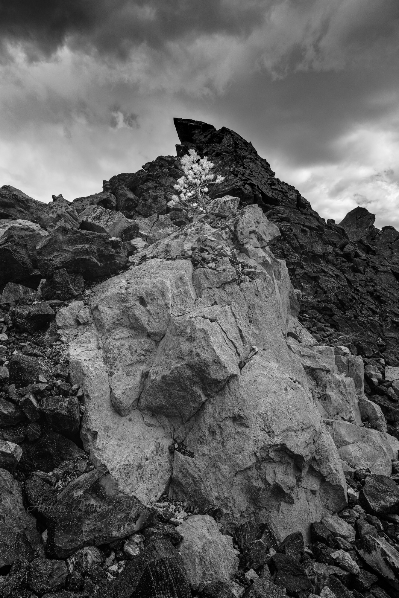 Rock Top jpg Focal World