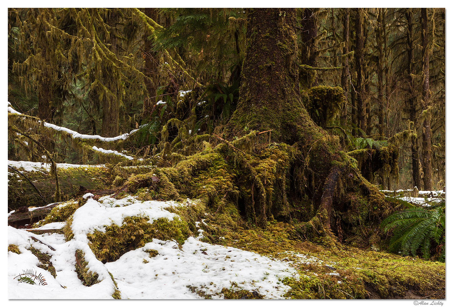 When Snow Meets the Hoh. | Focal World