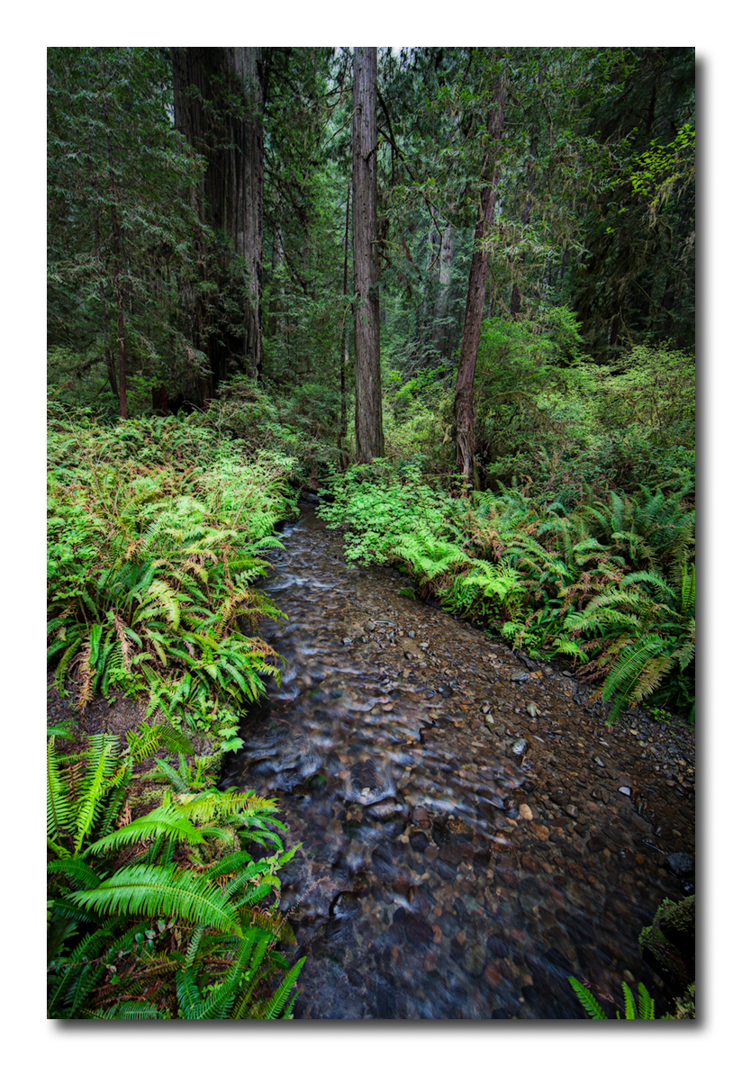 Stream Through the Woods | Focal World